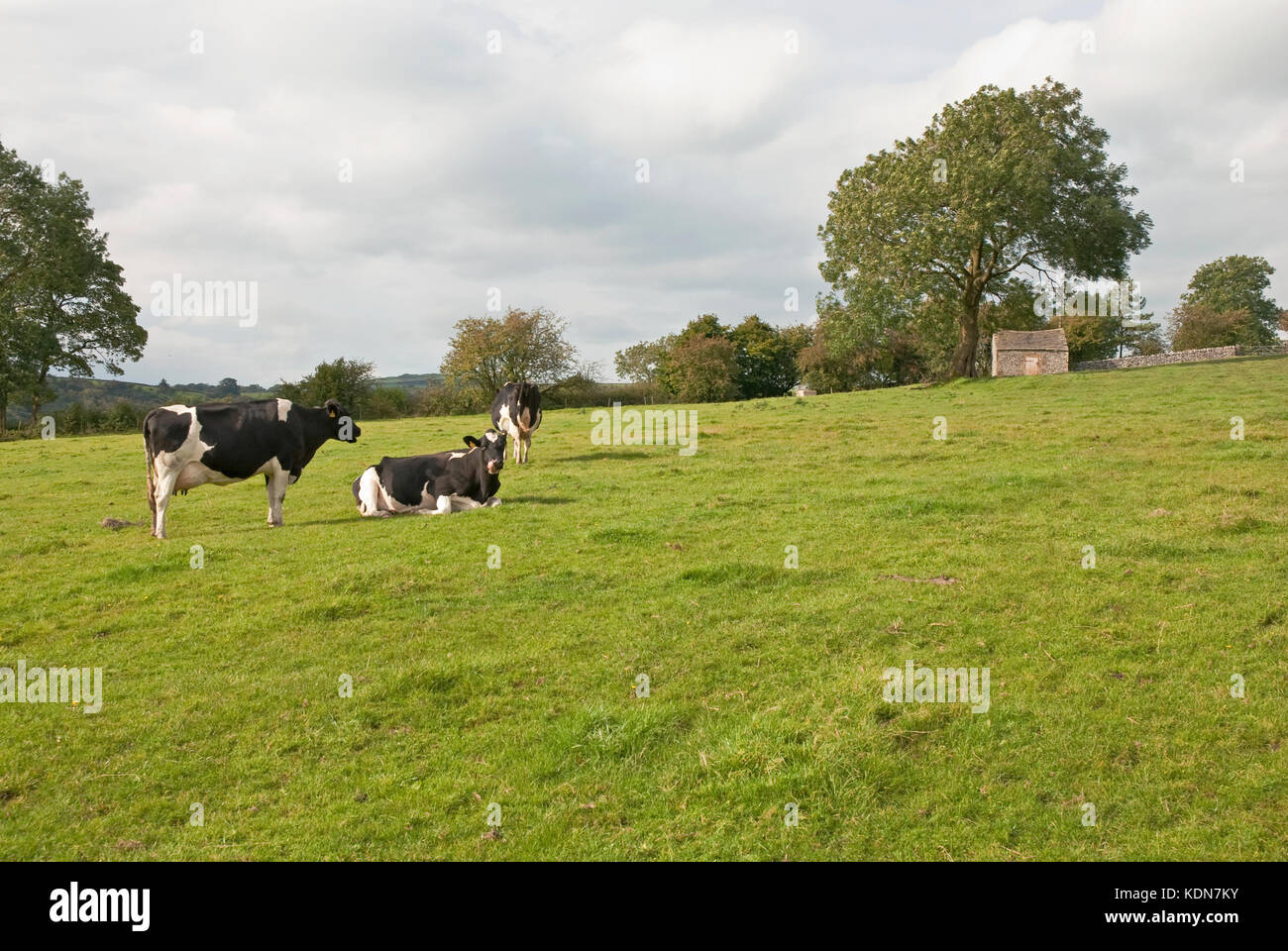 Peak district dairy farm hi-res stock photography and images - Alamy