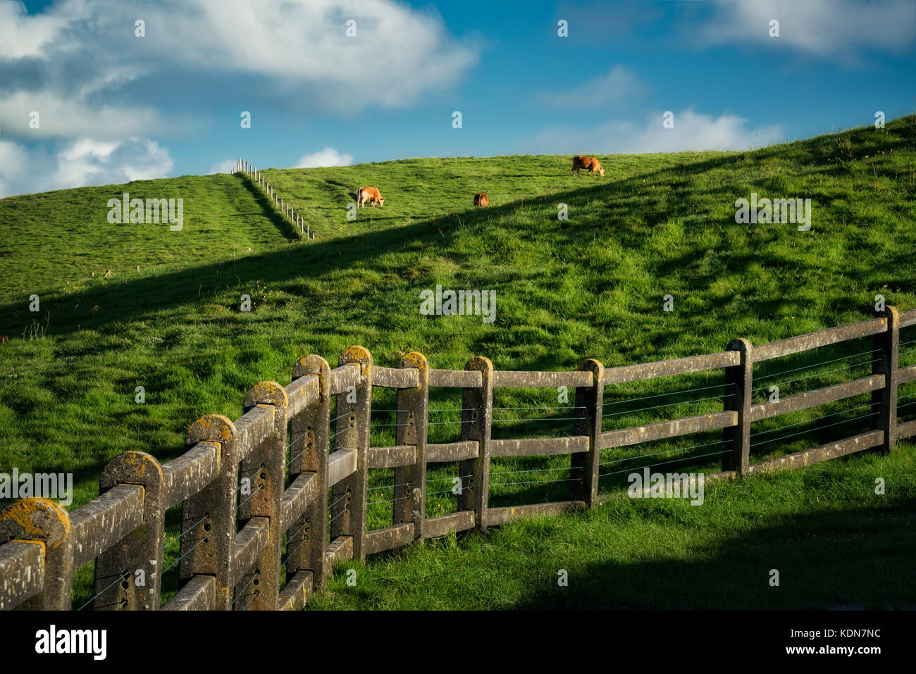 Line of cows hi-res stock photography and images - Alamy