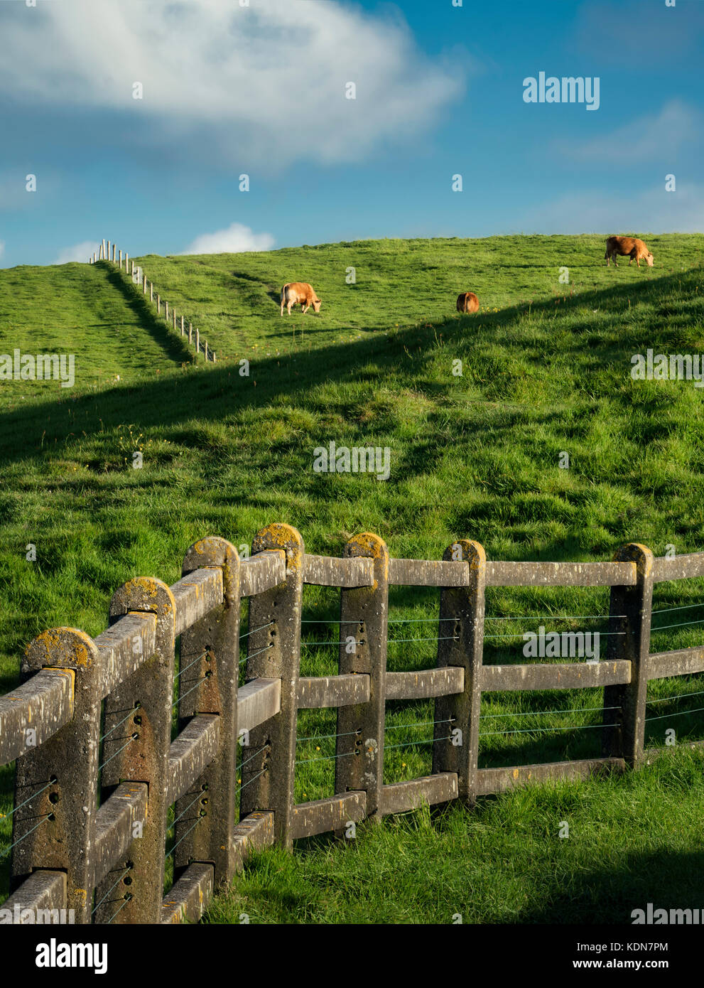 Cow cows fence hi-res stock photography and images - Alamy