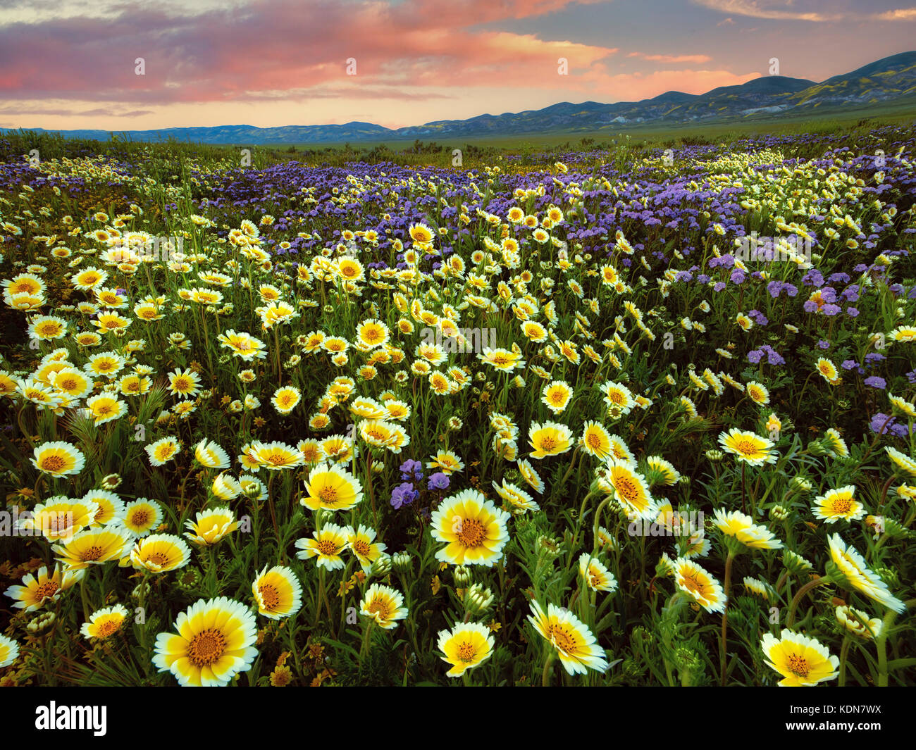 Layia platyglossa hi-res stock photography and images - Alamy