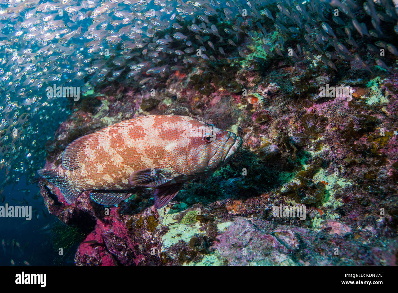 Tomato hind, Cephalopholis sonnerati (Valenciennes, 1828) swimming with ...
