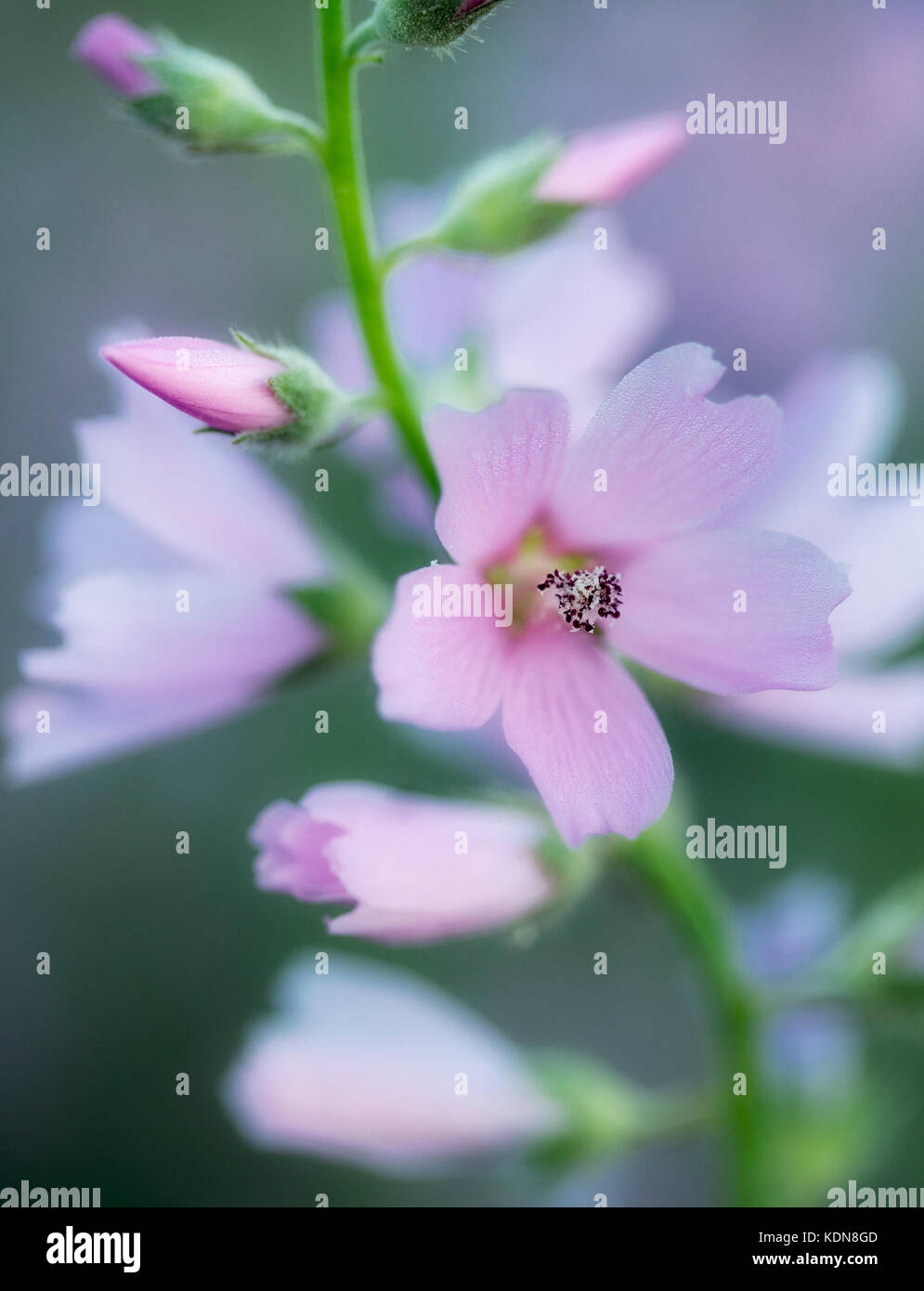 Wild flower flowers floral hi-res stock photography and images - Alamy