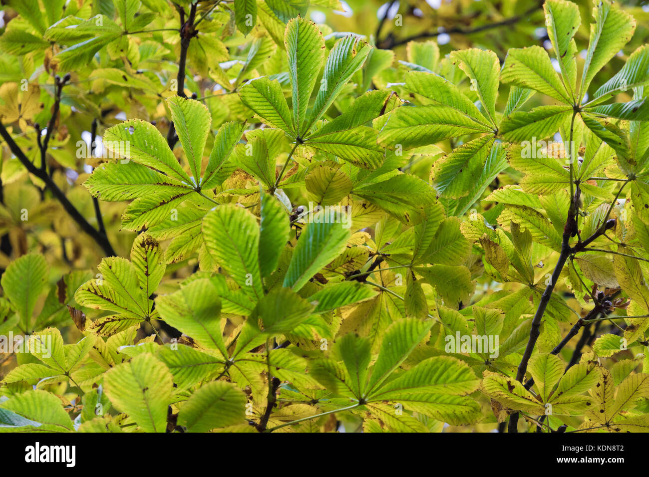 Season of beautiful chesnut tree with autumn leaves. Nature background ...
