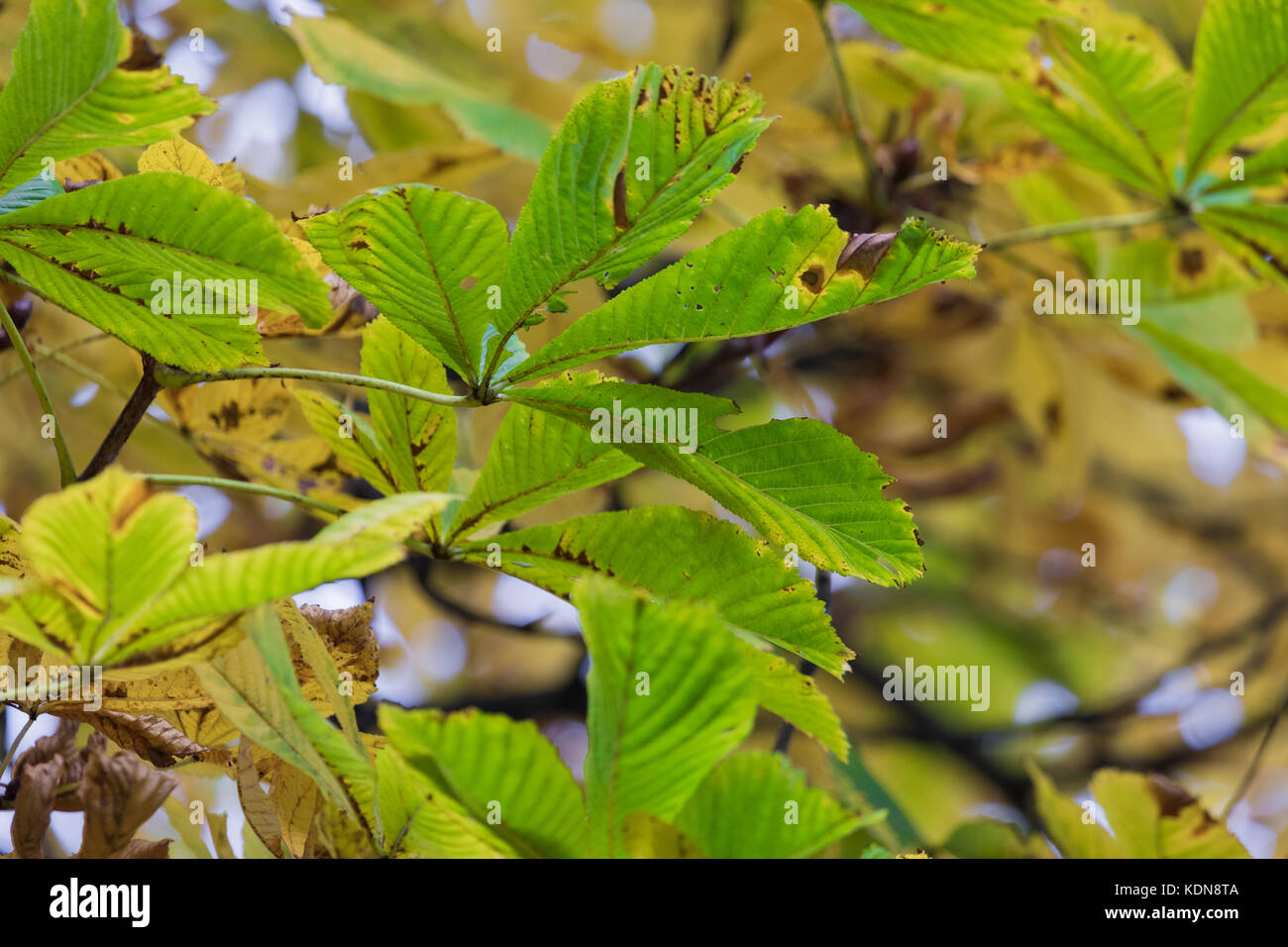 Season of beautiful chesnut tree with autumn leaves. Nature background ...