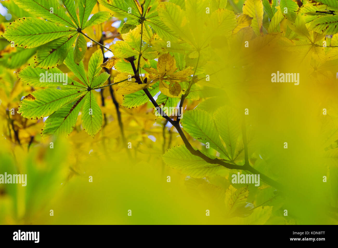 Season of beautiful chesnut tree with autumn leaves. Nature background ...
