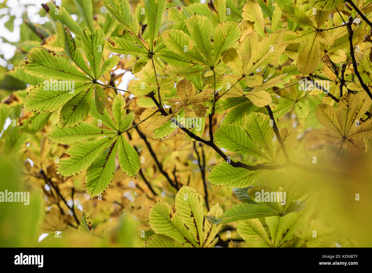 Season of beautiful chesnut tree with autumn leaves. Nature background ...