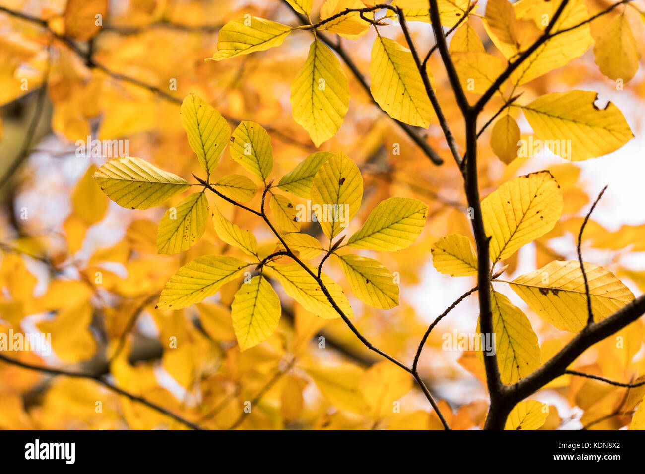Season of beautiful autumn leaves. Nature background Stock Photo - Alamy