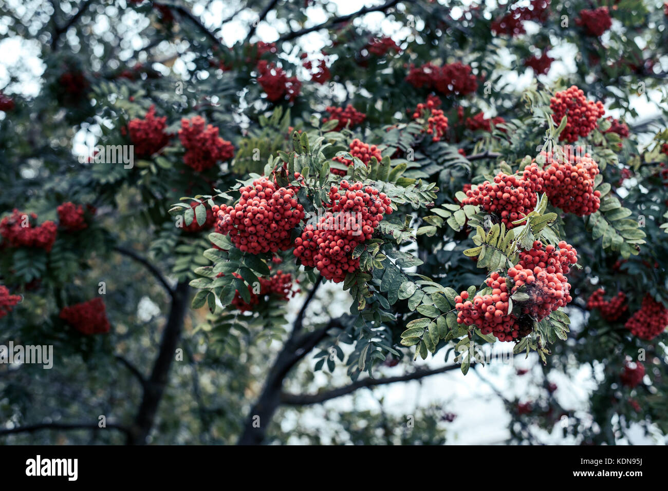 Ripe berries of mountain ash, grow on a tree, autumn red berries, close ...