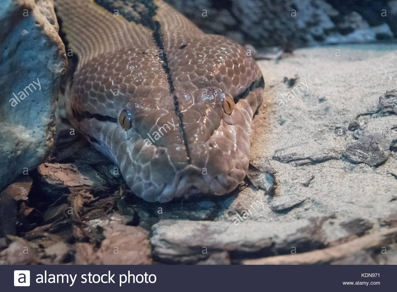 Python Prey Stock Photos & Python Prey Stock Images - Alamy