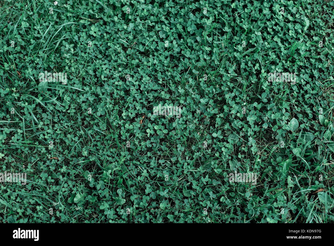 Green grass, summer day meadow, beautiful homogeneous background Stock ...