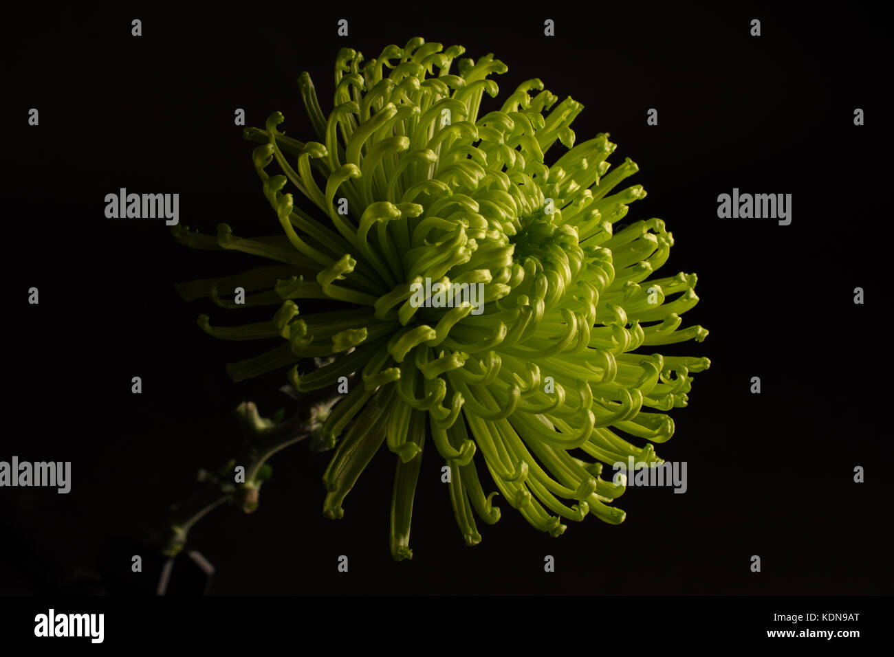 Green chrysanthemum flower Stock Photo - Alamy