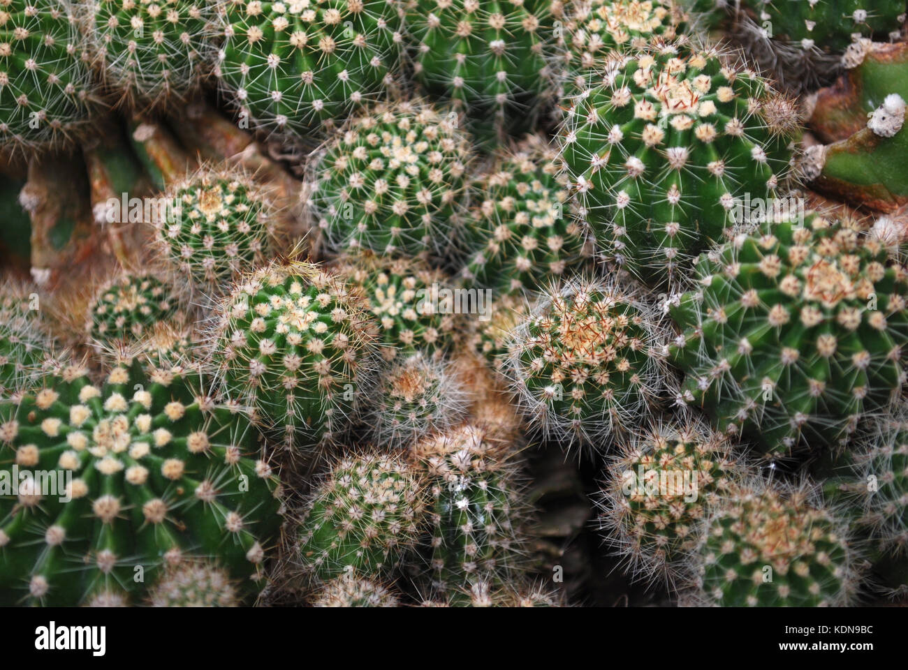 Stock Photo Of Succulents High Resolution Stock Photography and Images ...