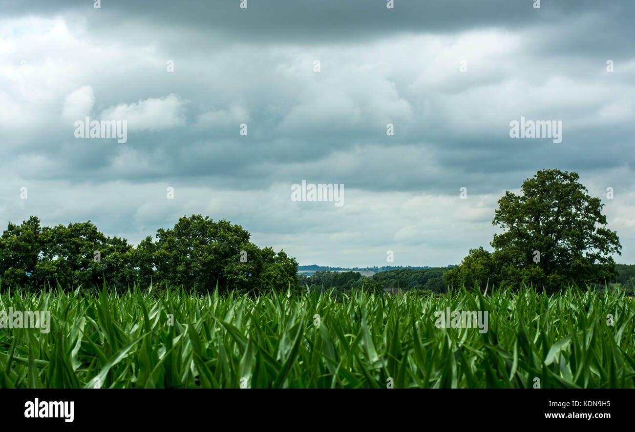 Landscape view of Wiltshire fields Stock Photo - Alamy