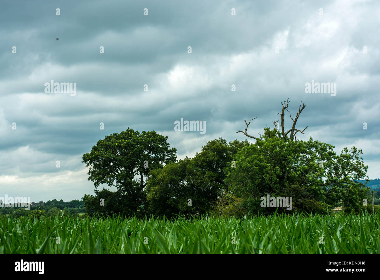 Landscape view of Wiltshire fields Stock Photo - Alamy