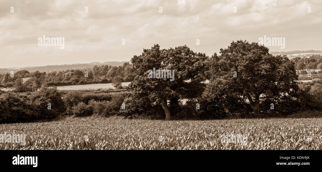 Landscape view of Wiltshire fields Stock Photo - Alamy