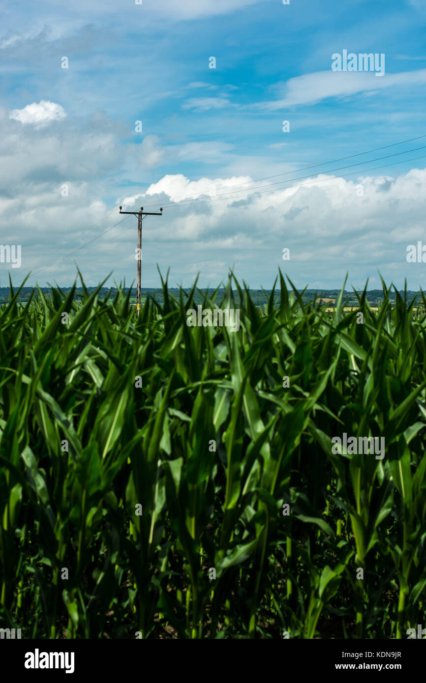 Landscape view of Wiltshire fields Stock Photo - Alamy