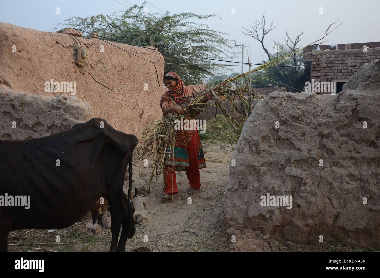 Lahore, Pakistan. 11th Oct, 2017. Pakistani villager woman busy in ...