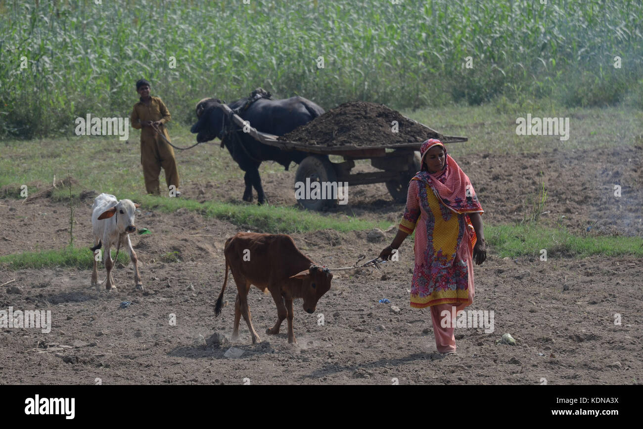 Lahore, Pakistan. 15th Oct, 2017. Pakistani villager woman busy in ...