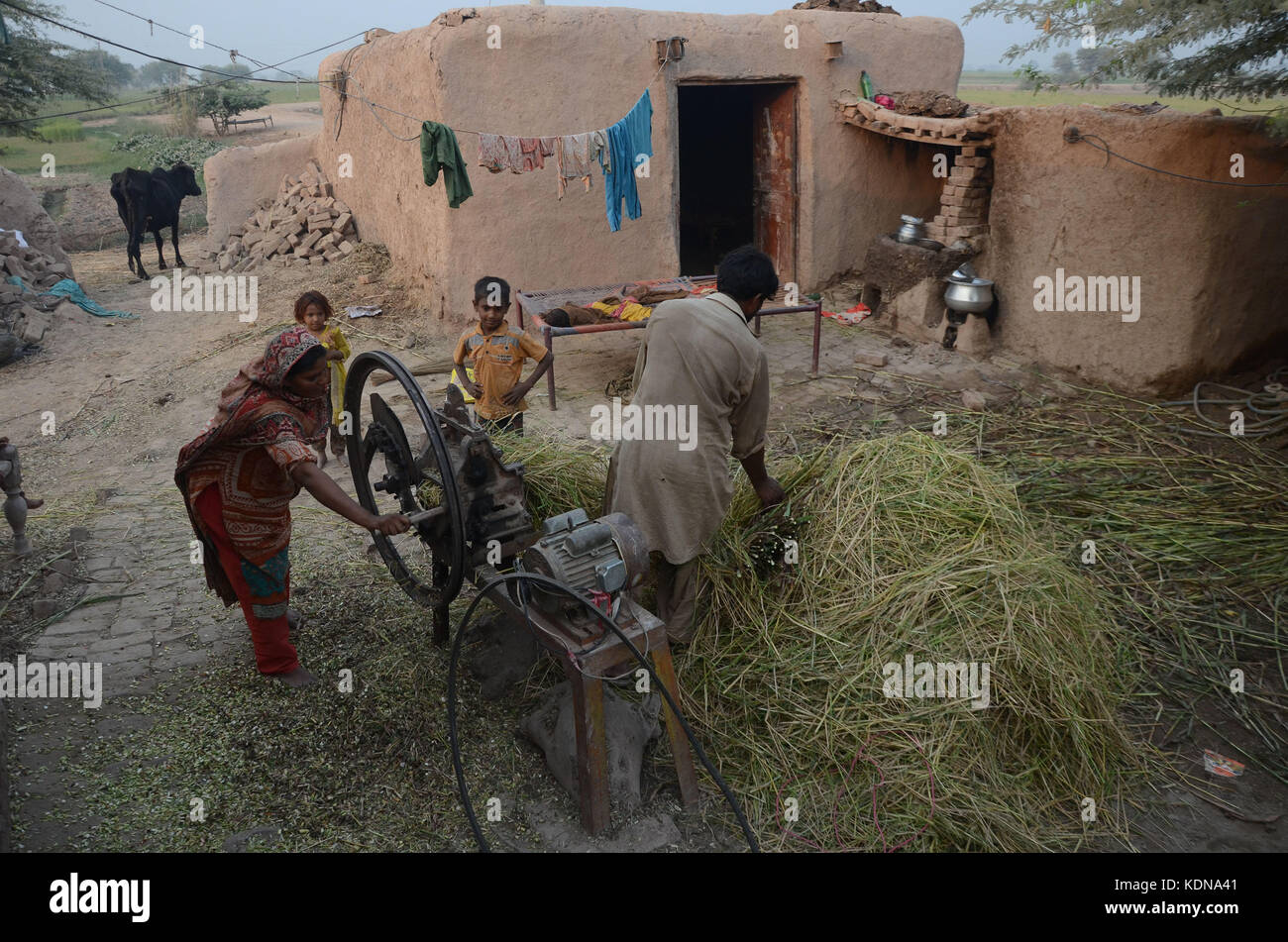 Rural pakistani livestock hi-res stock photography and images - Alamy