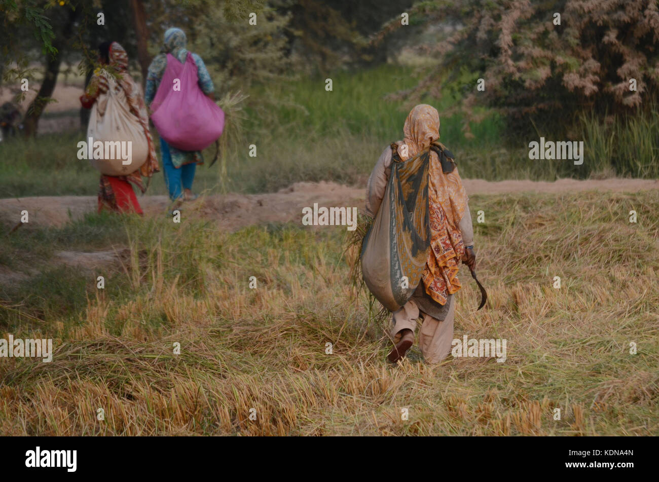 Lahore, Pakistan. 11th Oct, 2017. Pakistani villager woman busy in ...