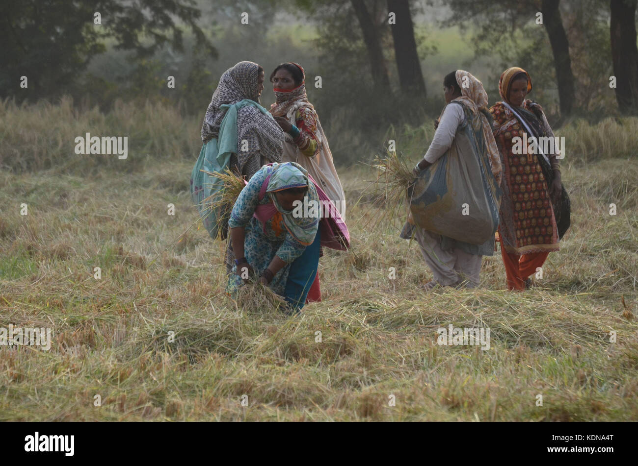 Lahore, Pakistan. 11th Oct, 2017. Pakistani villager woman busy in ...