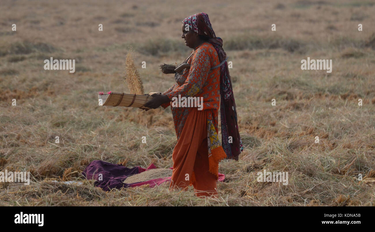Rural pakistani livestock hi-res stock photography and images - Alamy
