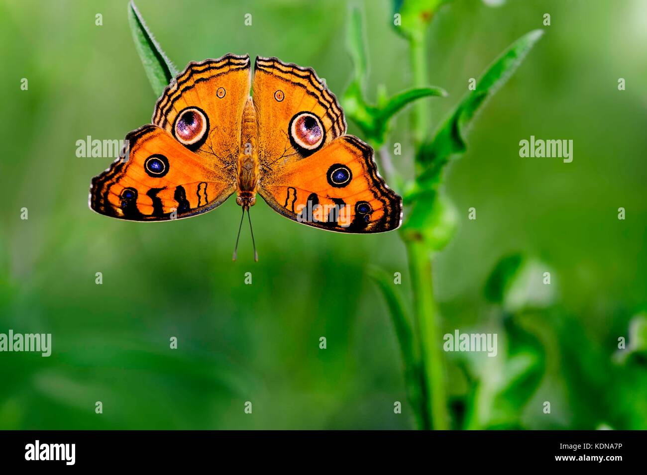 Butterfly. Photographed when perched upside down Stock Photo - Alamy