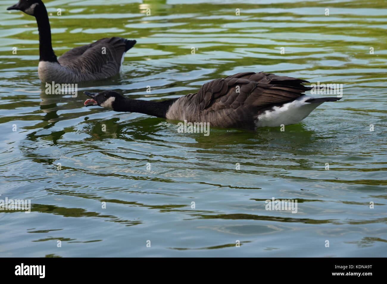 Canadian geese fighting hi-res stock photography and images - Alamy