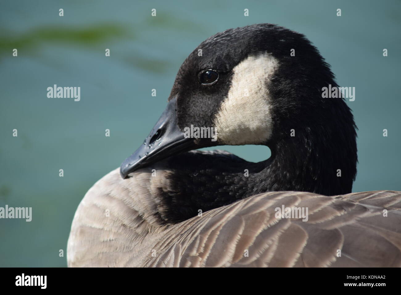 Lincoln memorial goose hi-res stock photography and images - Alamy