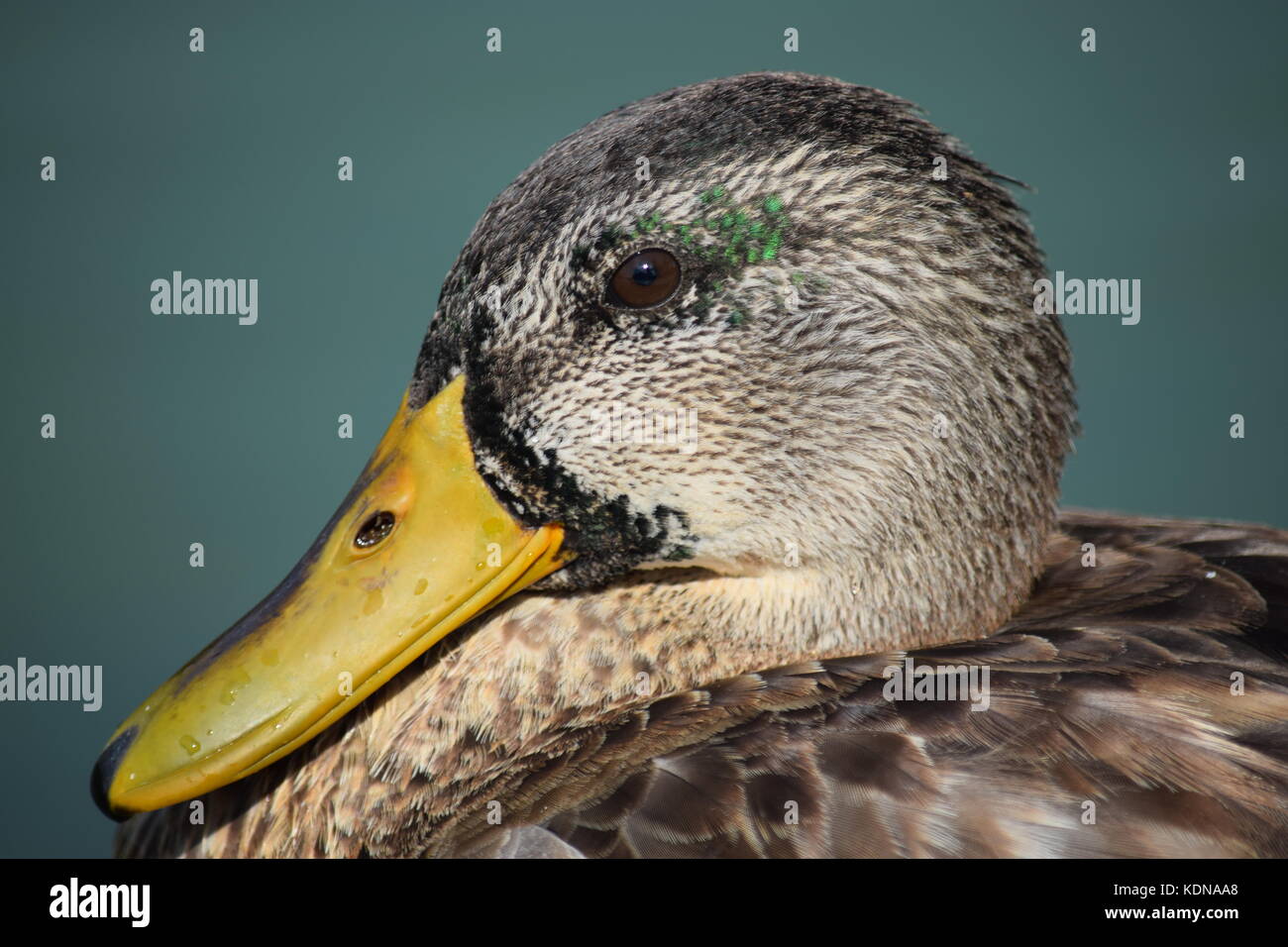 Portrait of a Duck Stock Photo - Alamy
