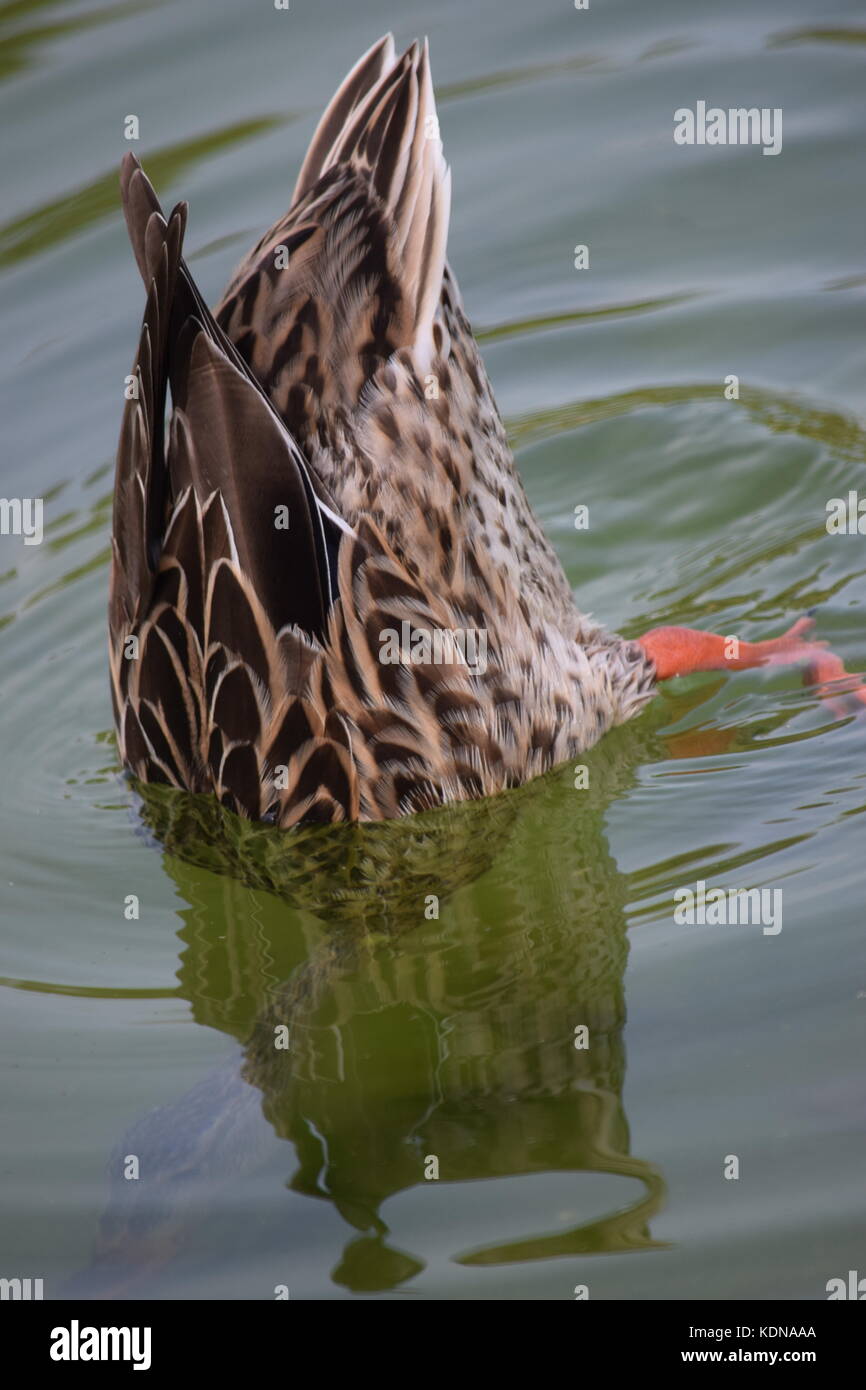 Dc duck hi-res stock photography and images - Alamy