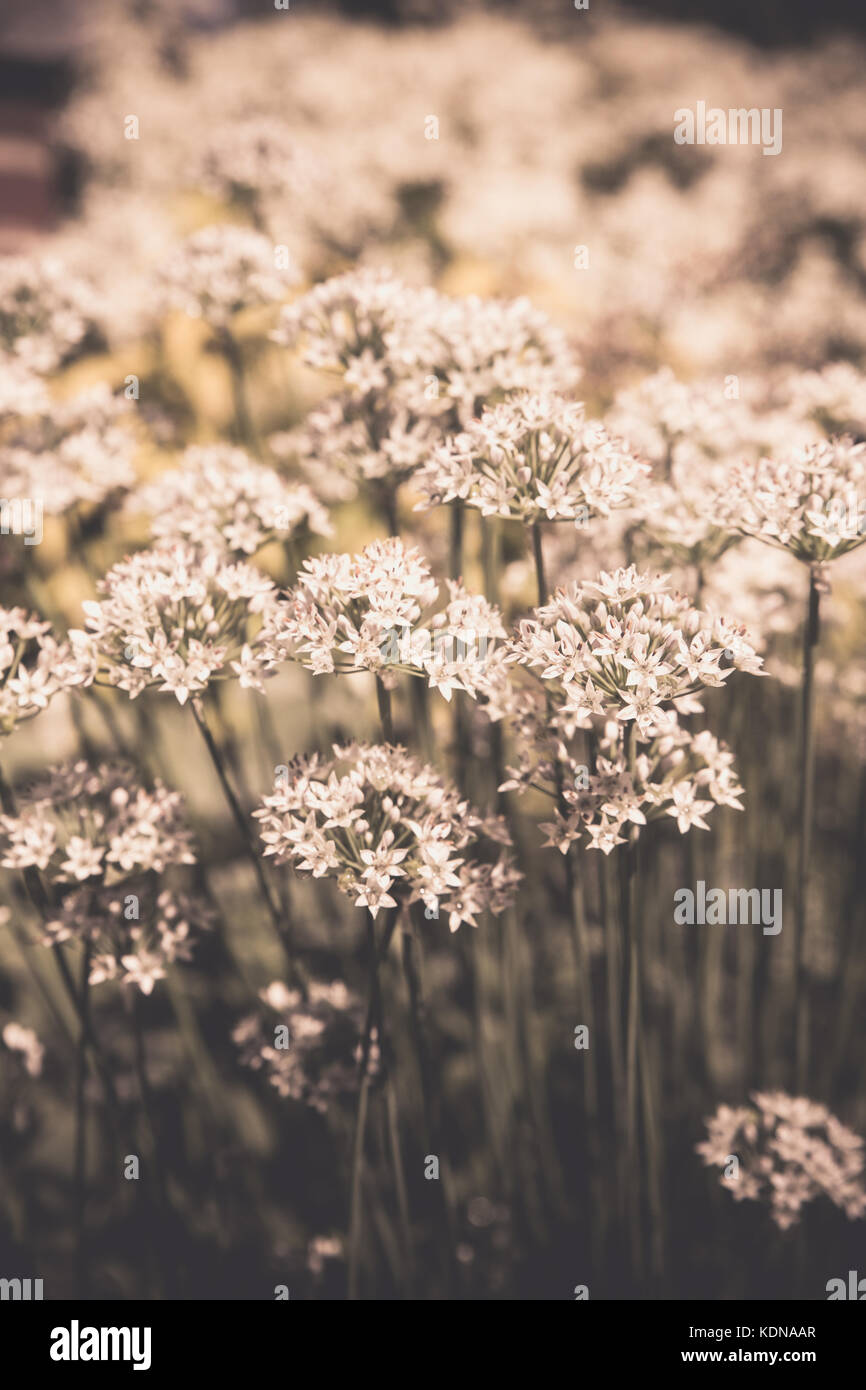 Pretty vintage flowers hi-res stock photography and images - Alamy