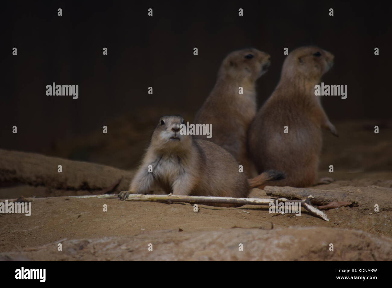 Three prairie dogs hi-res stock photography and images - Alamy
