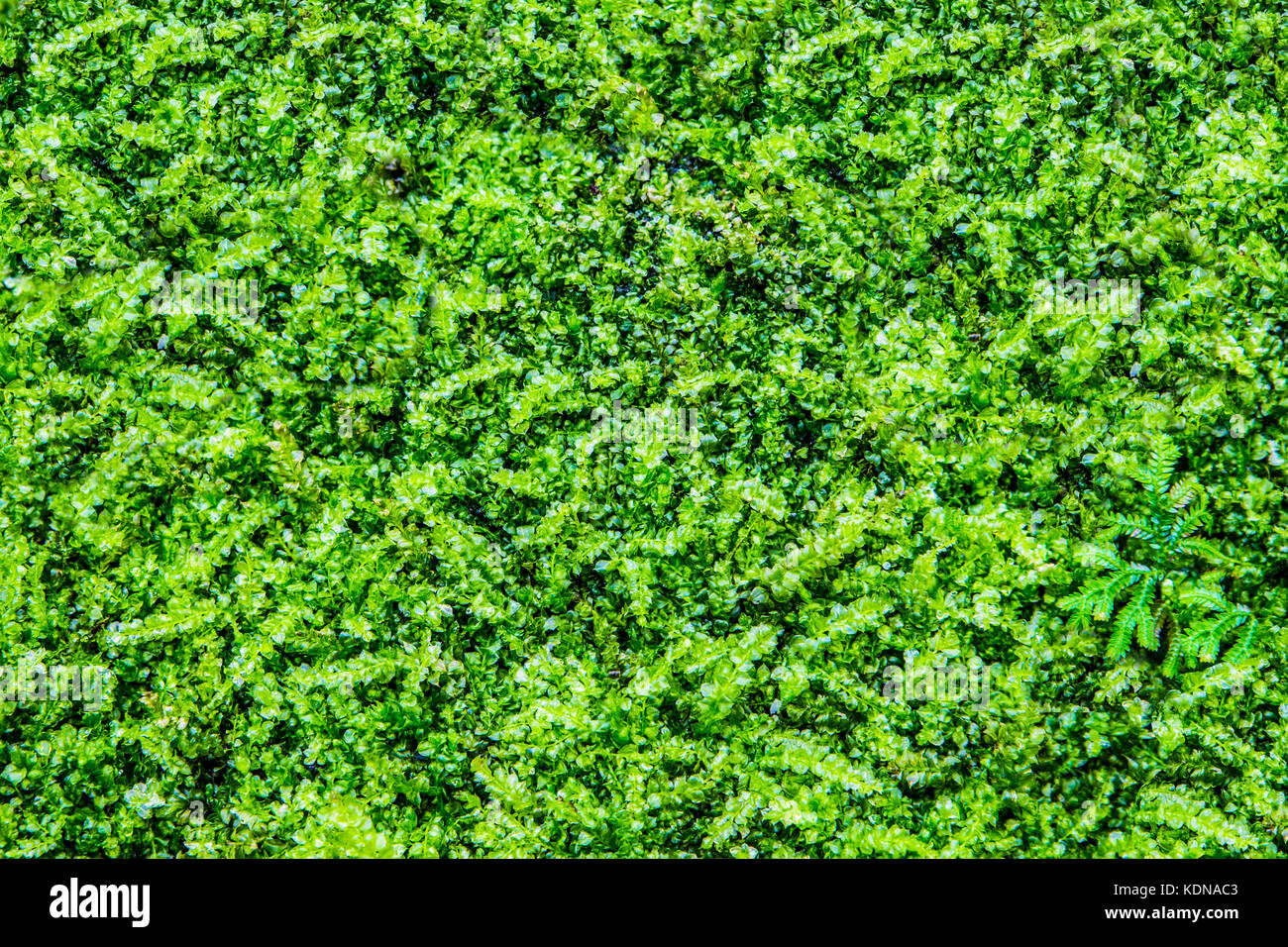 Green ground cover hi-res stock photography and images - Alamy