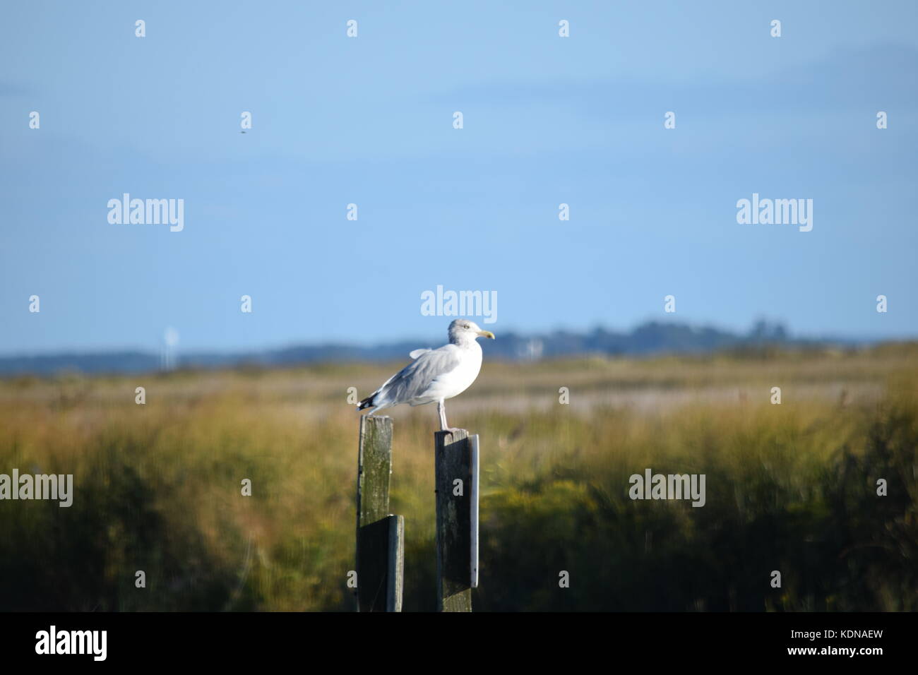 Seagull on Pier Stock Photo - Alamy