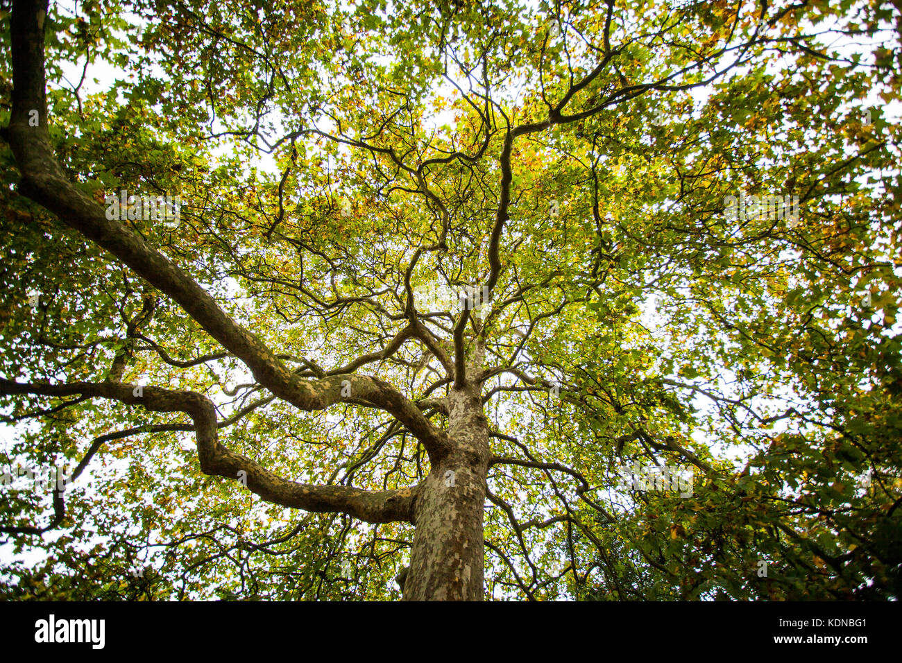 London plane tree hi-res stock photography and images - Alamy