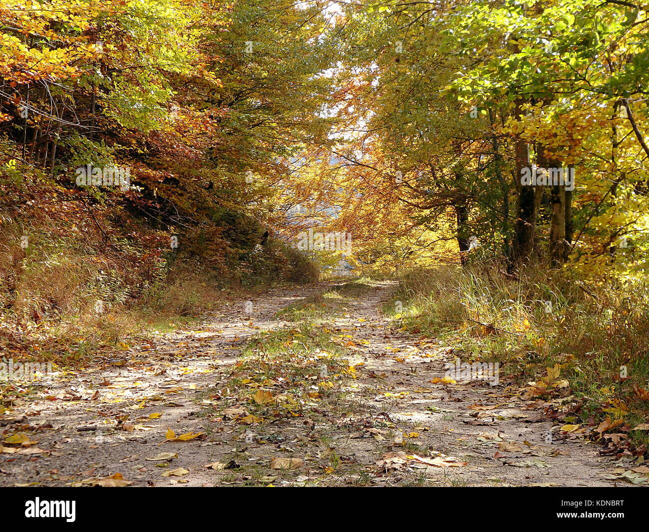 Forest gravel road - autumn, Forest stone path, Gravel road with autumn ...