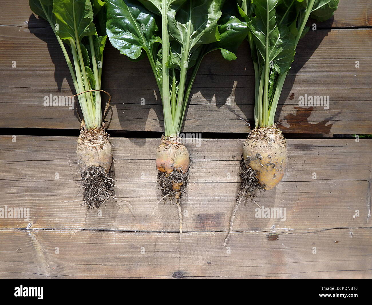Fodder beet - crop harvest,(Beta vulgaris 'Mangelwurzel' Stock Photo ...