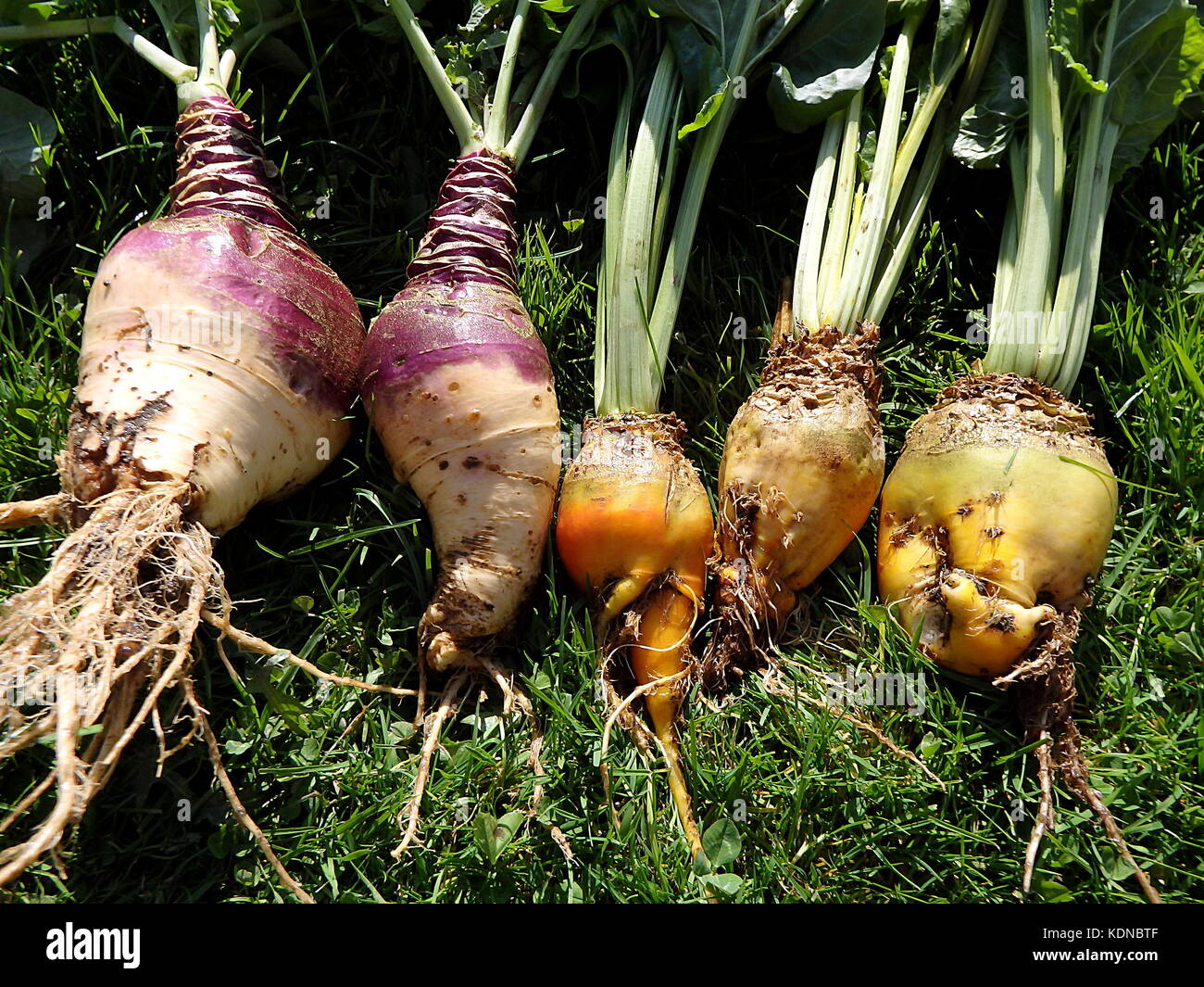 Fodder beet and Rutabaga - crop harvest,(Brassica napobrassica),(Beta ...