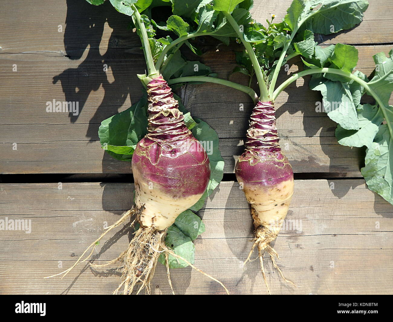 Rutabaga - crop harvest,(Brassica napobrassica Stock Photo - Alamy