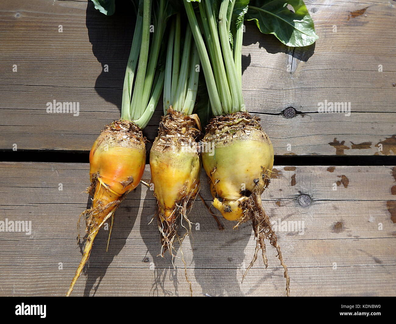 Fodder beet - crop harvest,(Beta vulgaris 'Mangelwurzel' Stock Photo ...