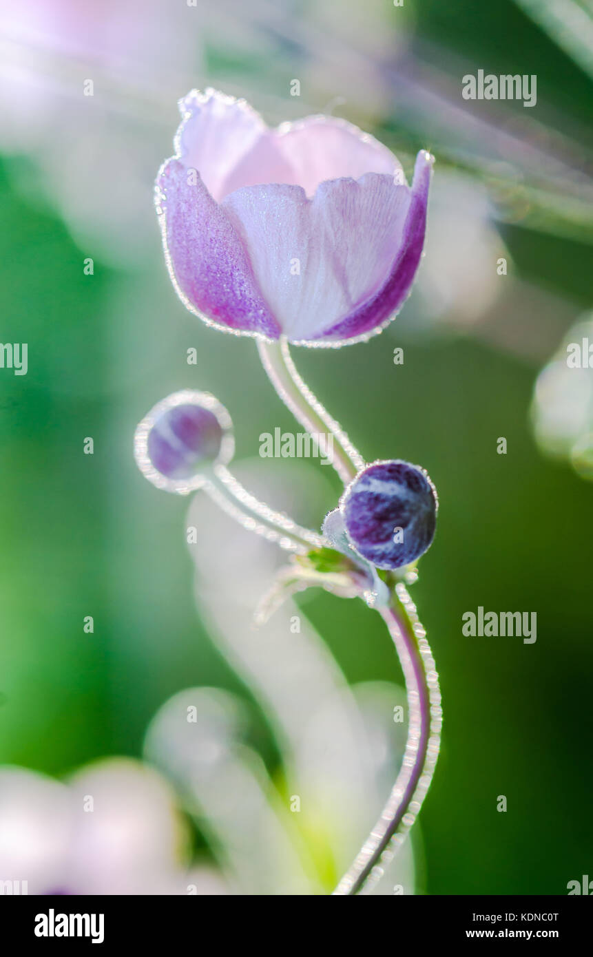Pale pink flower Japanese anemone, close-up. Note: Shallow depth of ...