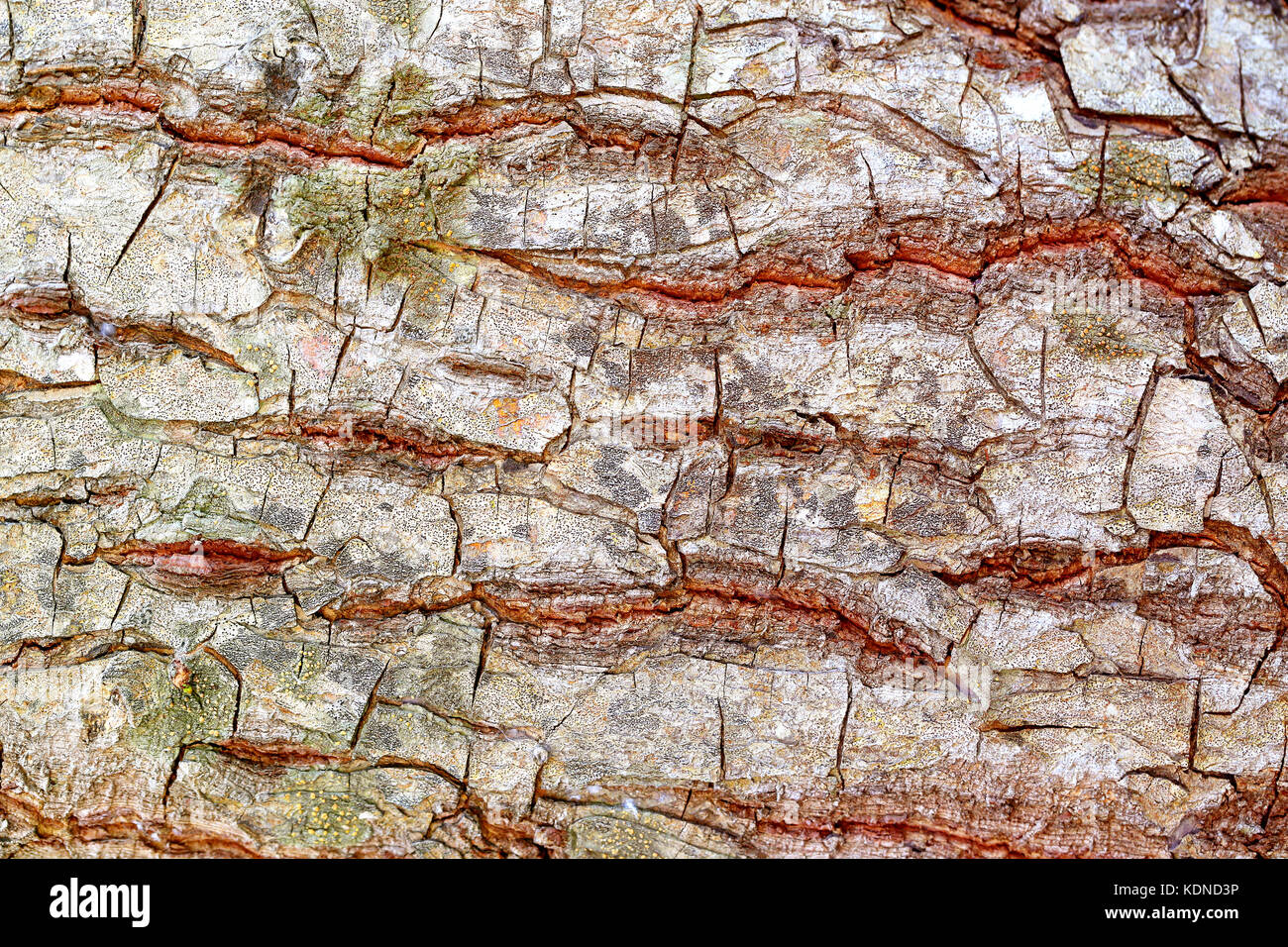 Photo macro background beautiful old tree texture Stock Photo - Alamy