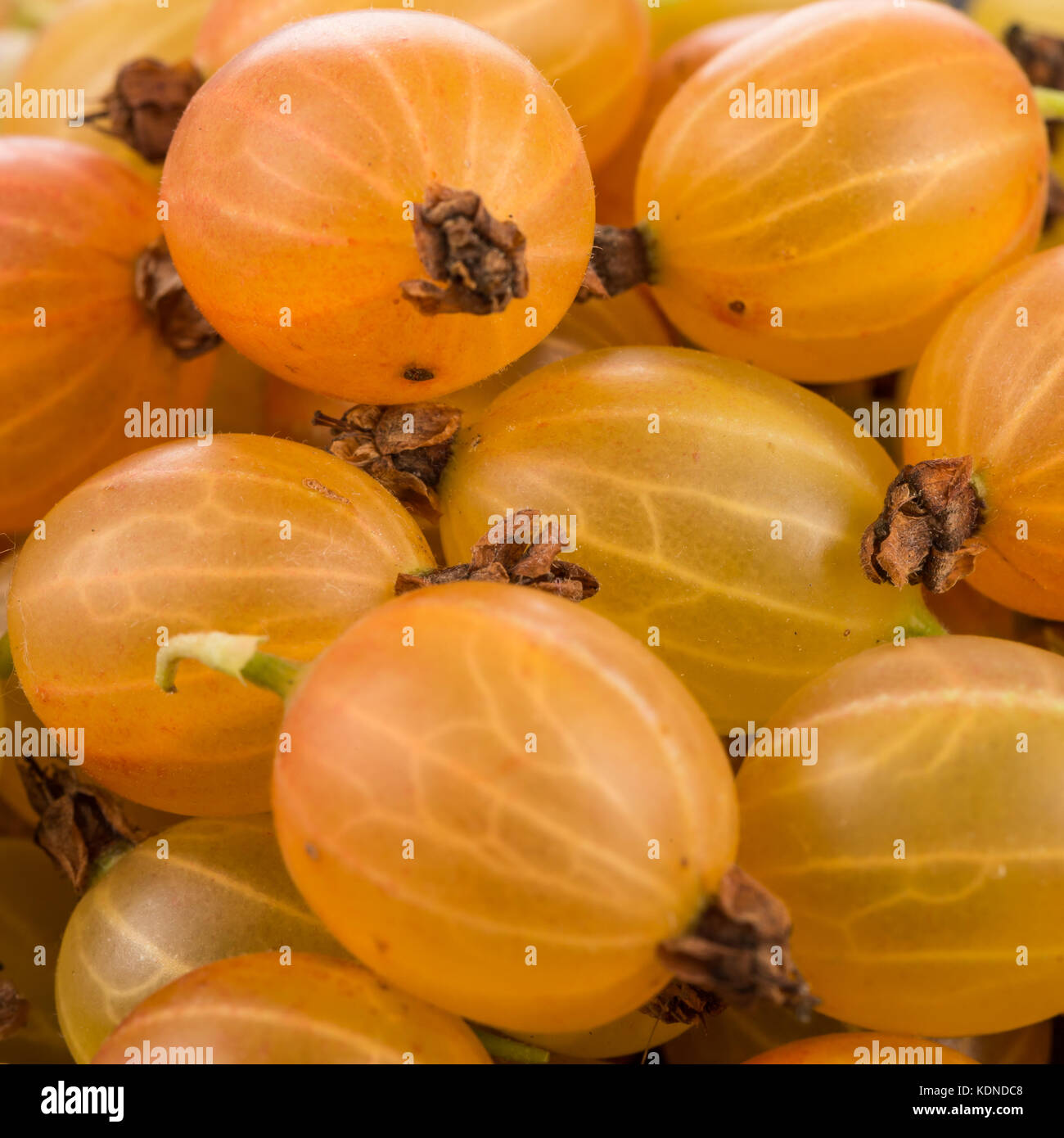 Fresh juicy gooseberry close up shot for background Stock Photo - Alamy
