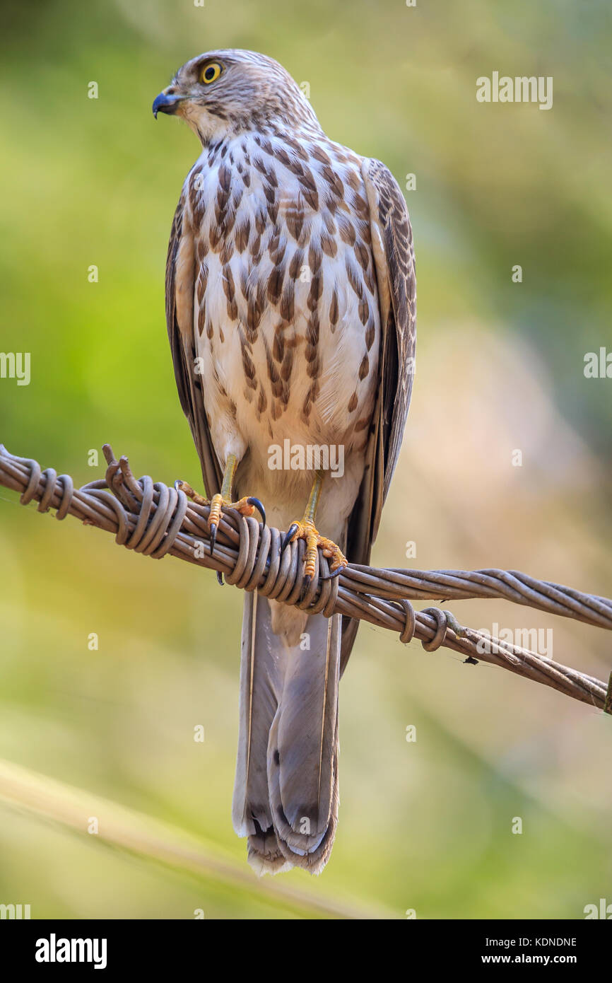 Shikra or Little banded goshawk Stock Photo - Alamy