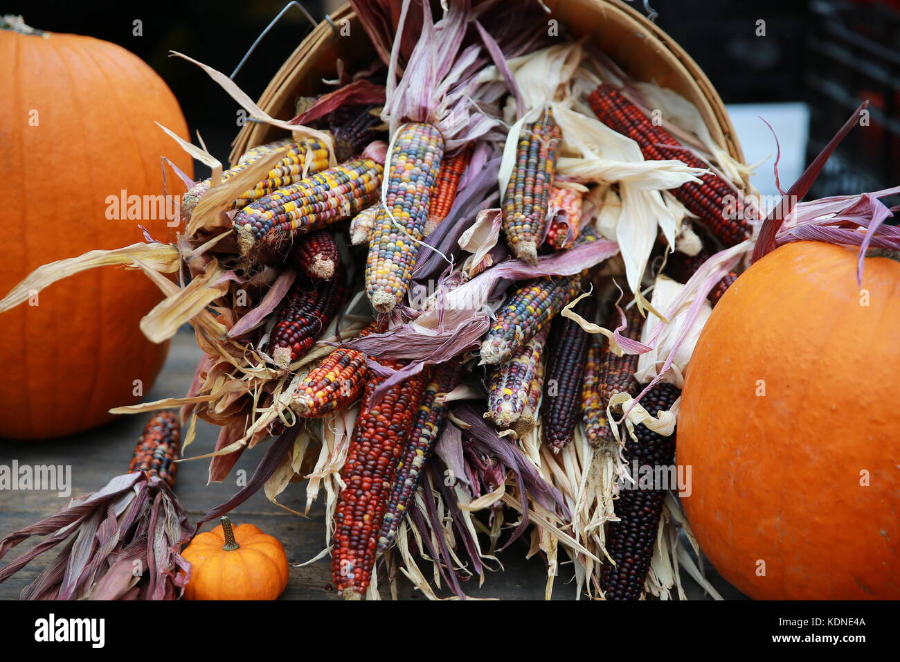 A display of autumn colored corn at a farmers market Stock Photo - Alamy