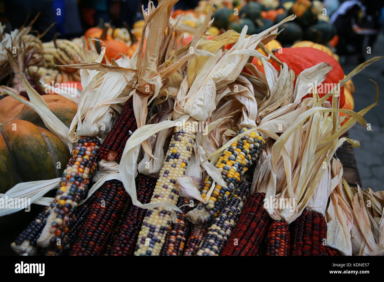 A display of autumn colored corn at a farmers market Stock Photo - Alamy