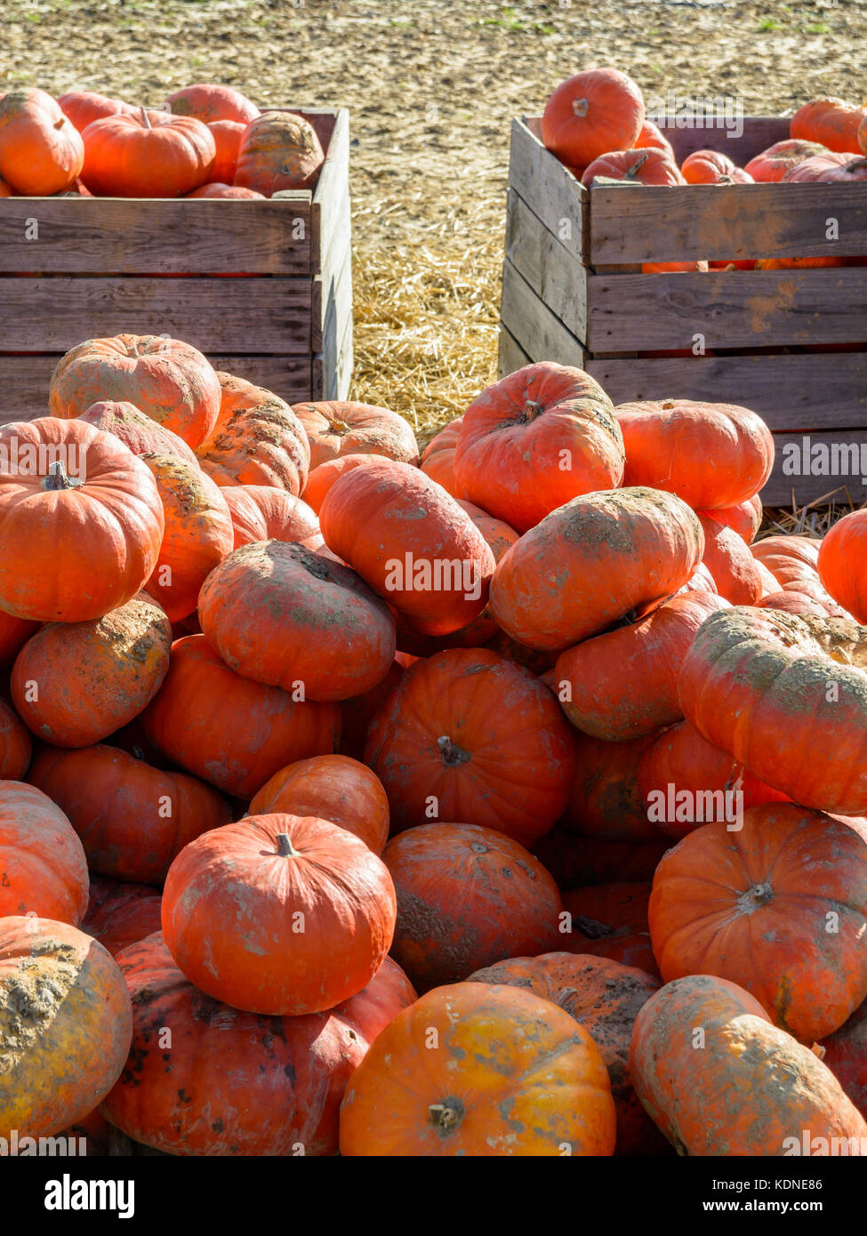 Hundreds of freshly picked, unwashed pumpkins stacked outdoors in large ...