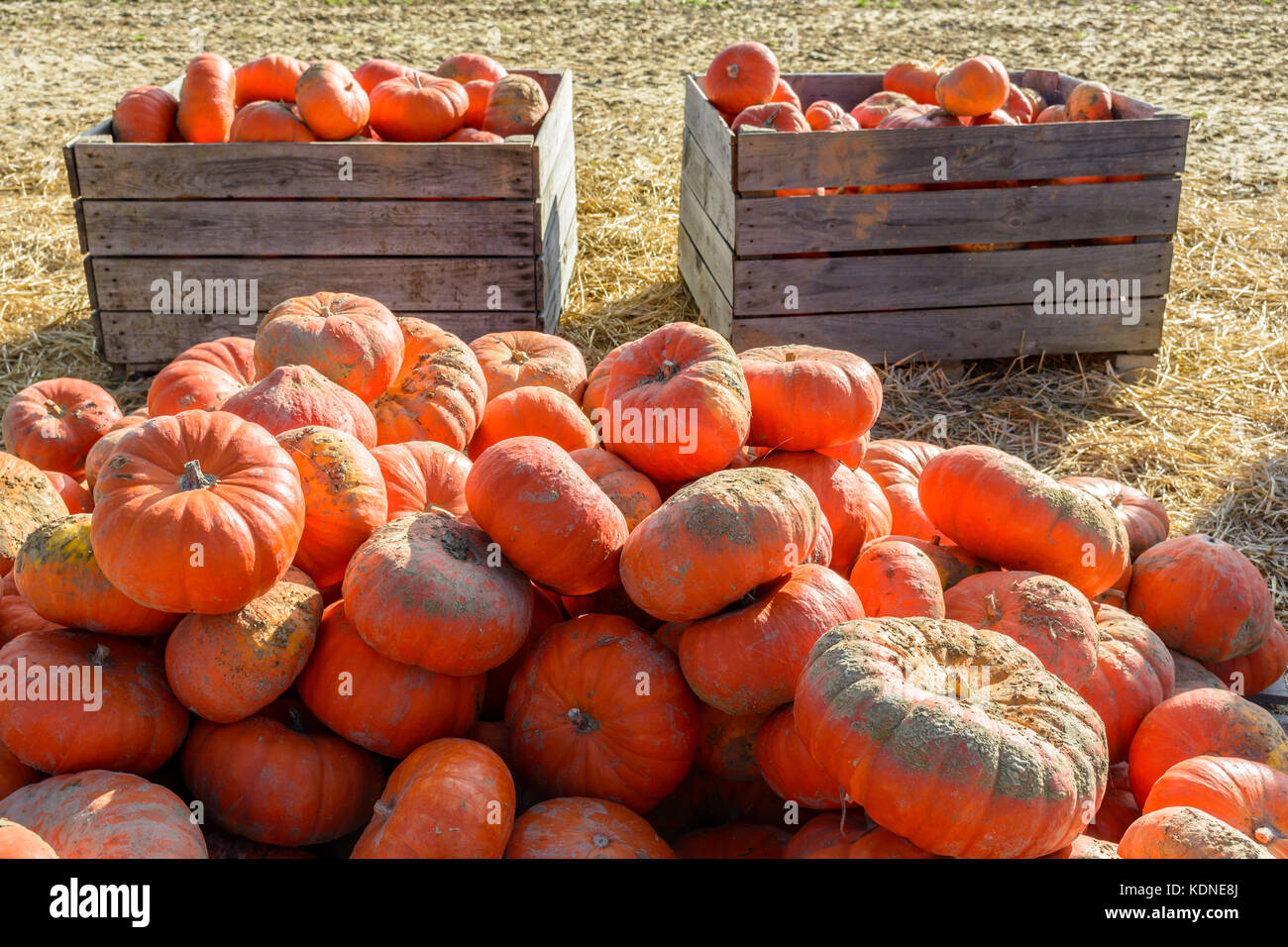 Hundreds of freshly picked, unwashed pumpkins stacked outdoors in large ...