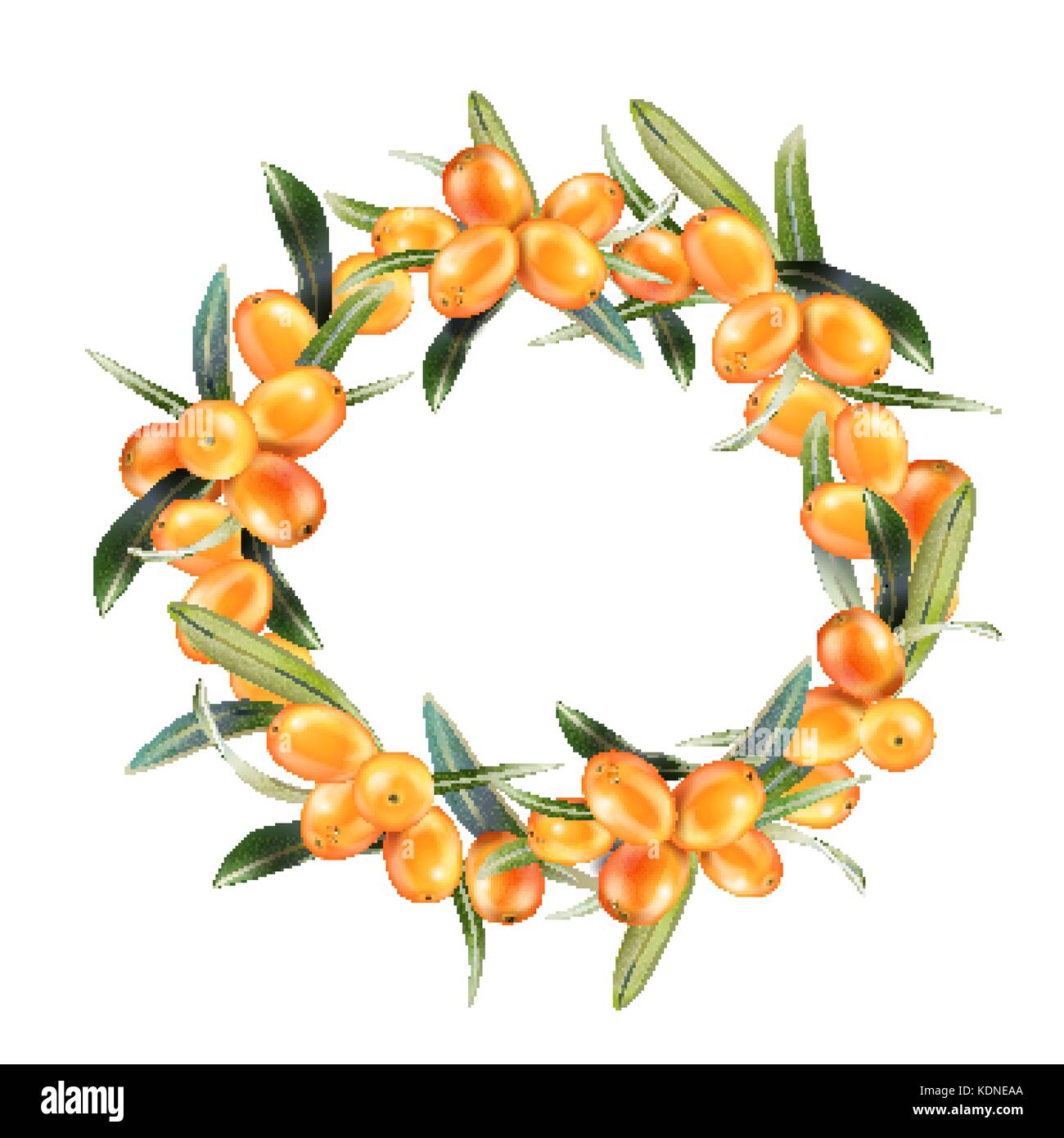 Orange sea buckthorn plant Stock Vector Images - Alamy